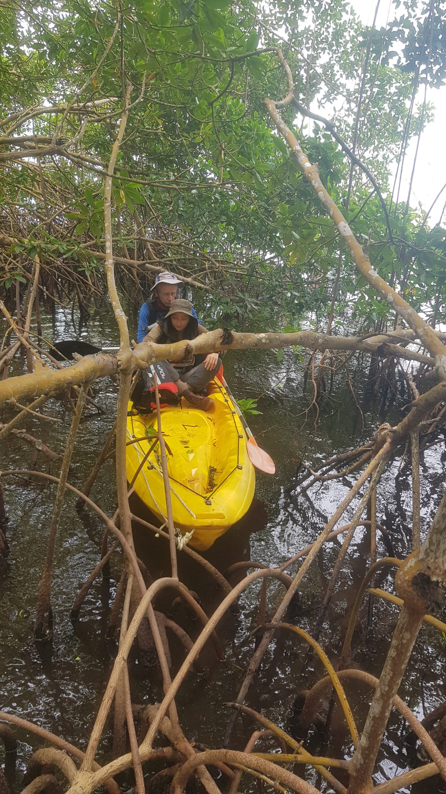 Mission « DCE Mangrove » 2024 aux Antilles | Herbier de Guyane