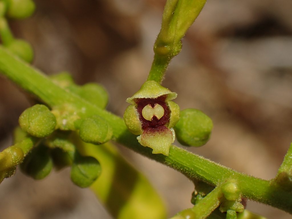 Euphorbiaceae - Herbier de Guyane