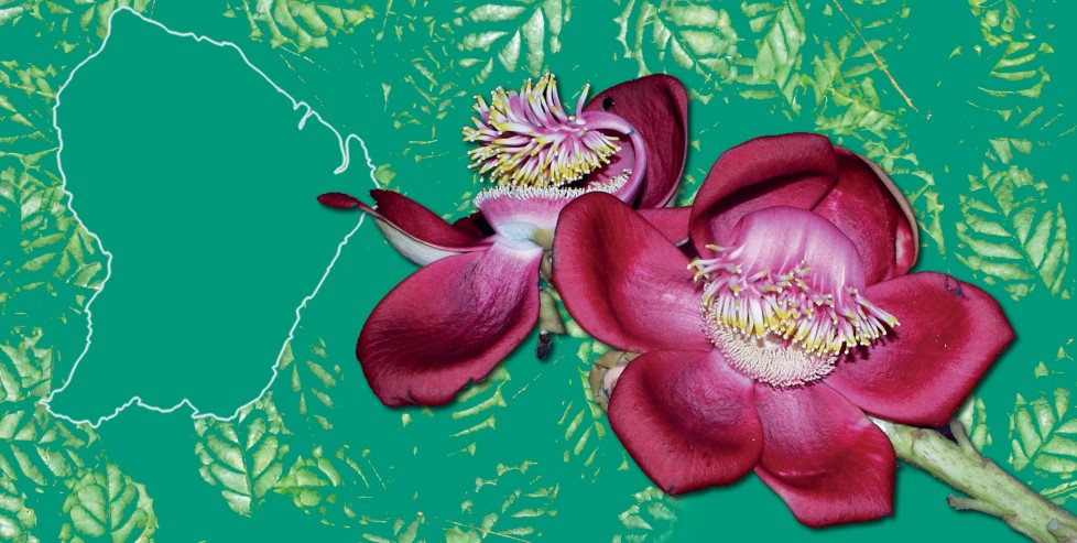 Le premier catalogue des arbres de Guyane | Herbier de Guyane