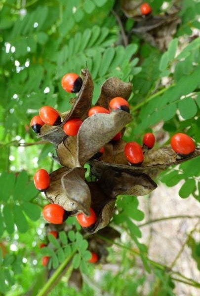 Ti Panacoco | Herbier de Guyane